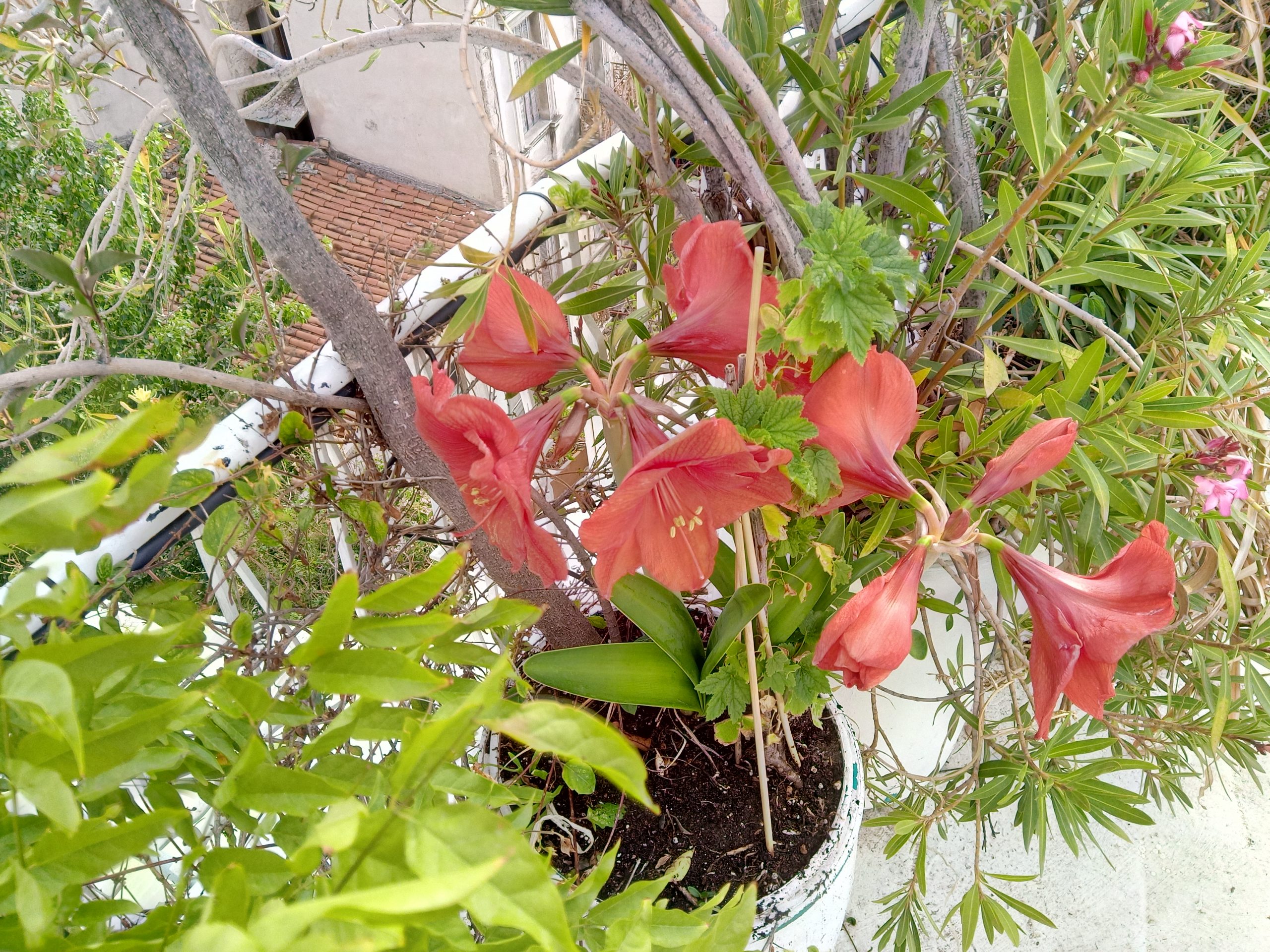 photos 2019 – Alkis Raftis